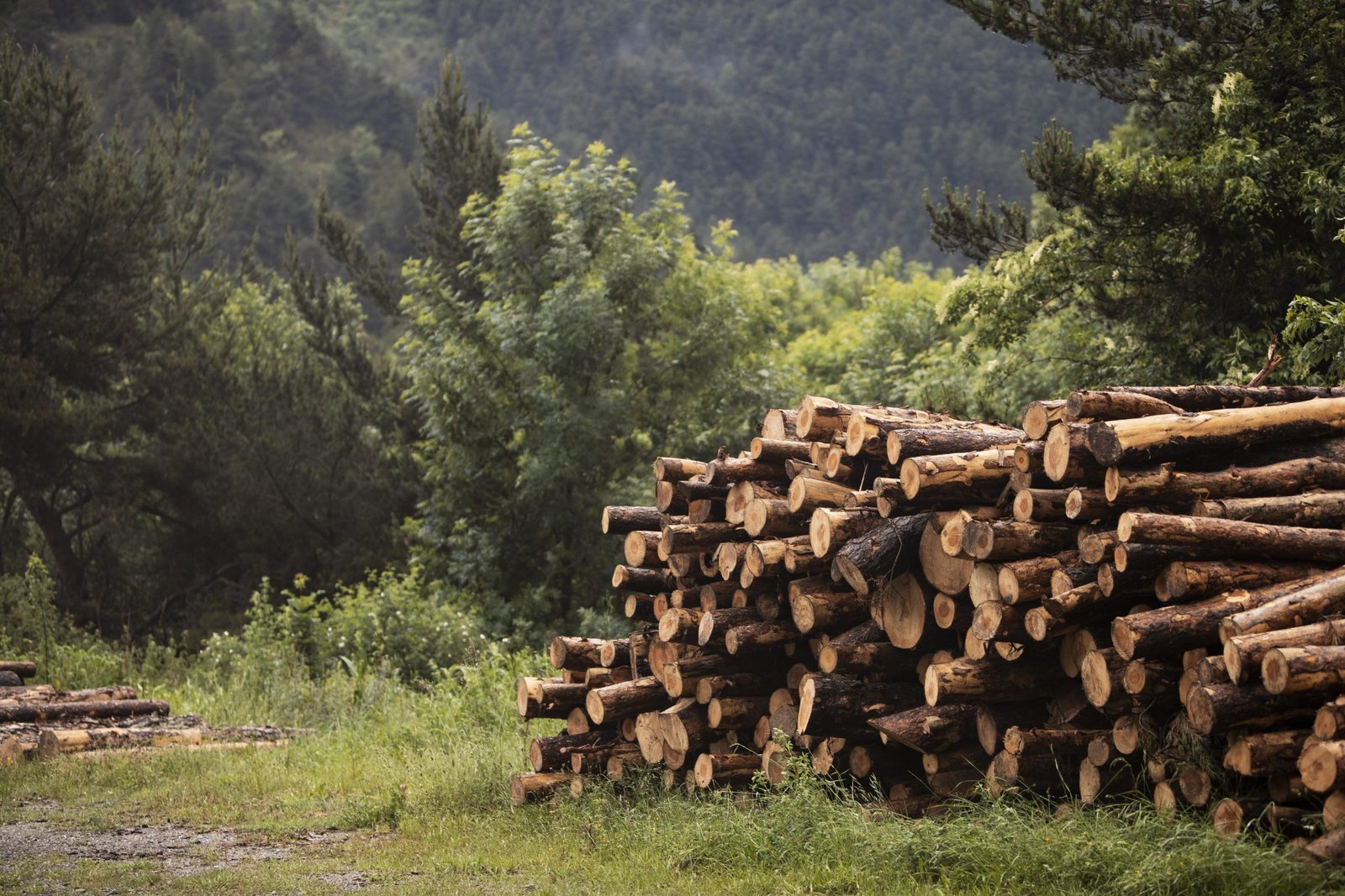 How to Check Original Teak Wood